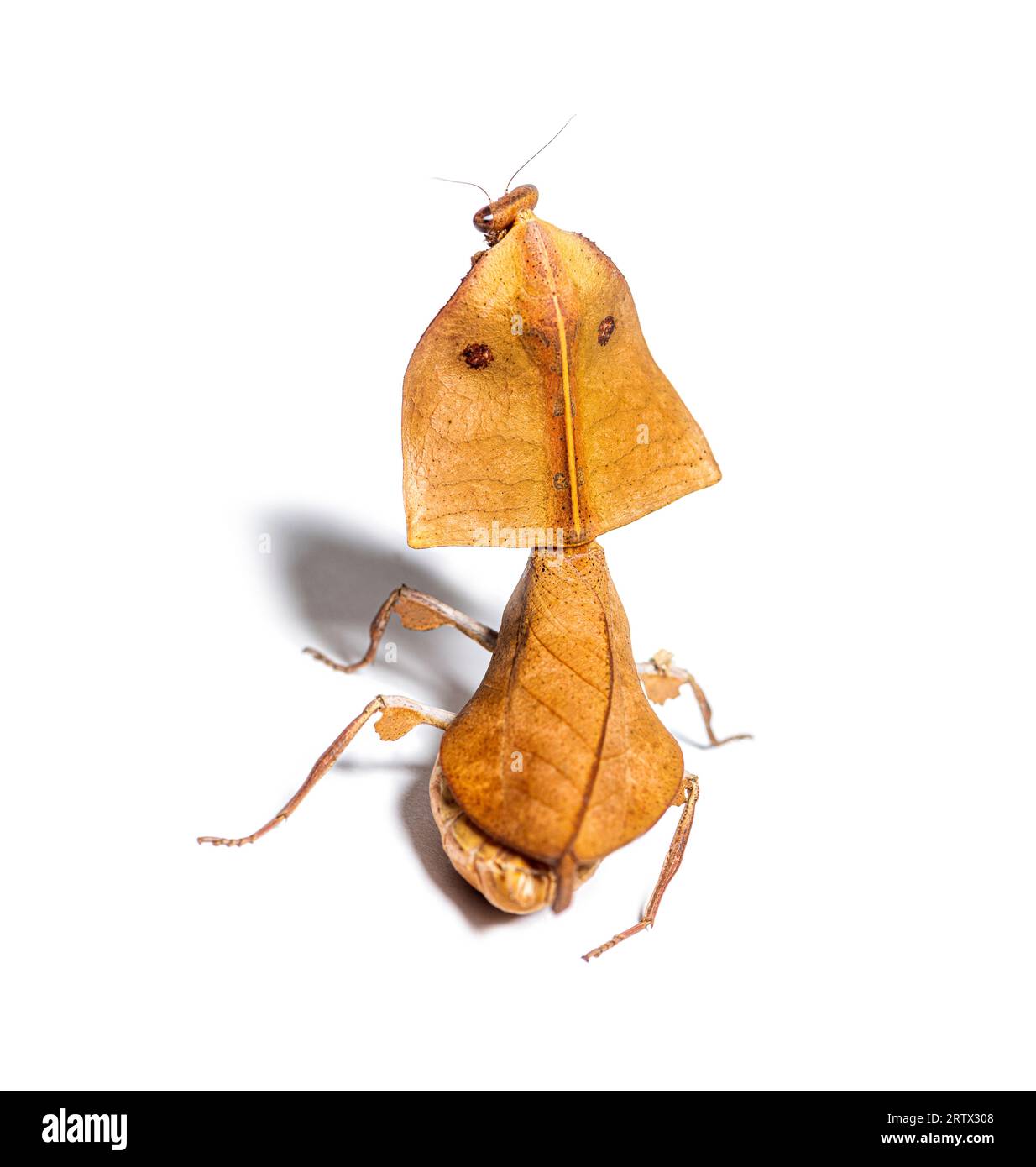 Back view showing eyespots of a Female dead leaf mantis deroplatys ...