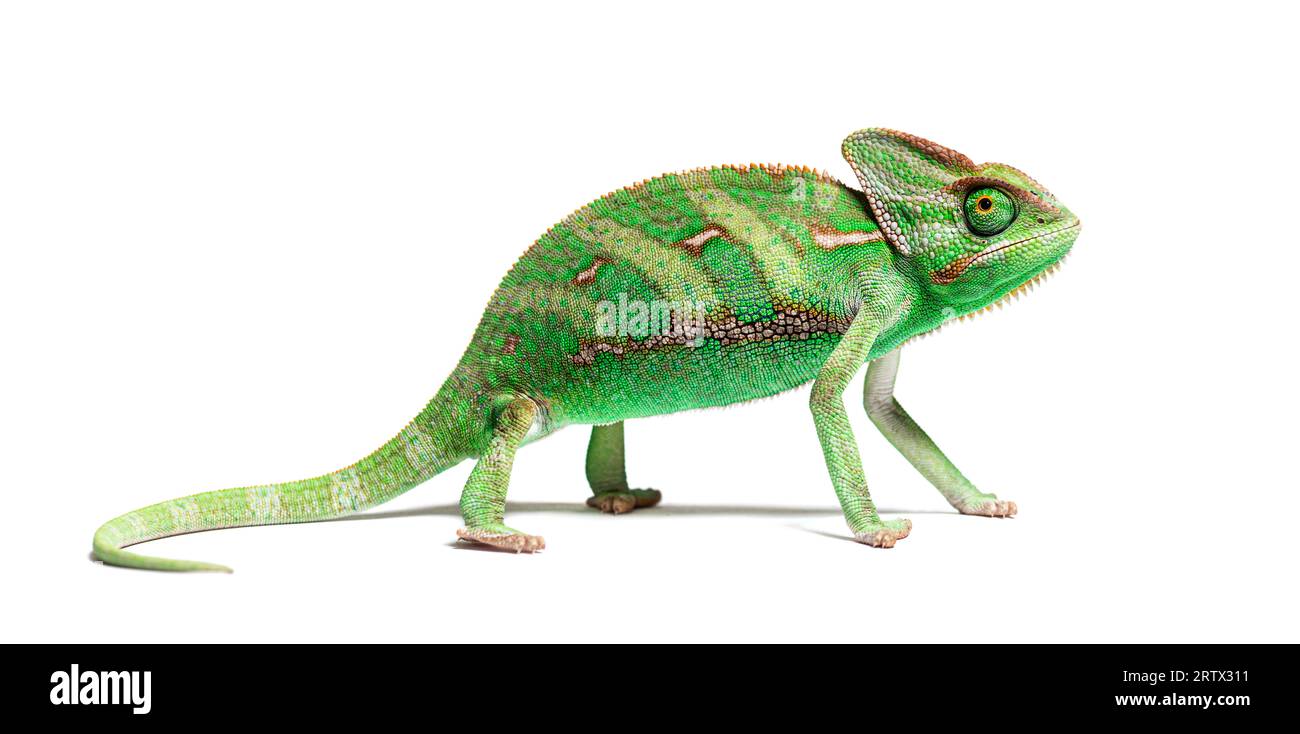 Cone head chameleon Cut Out Stock Images & Pictures - Alamy