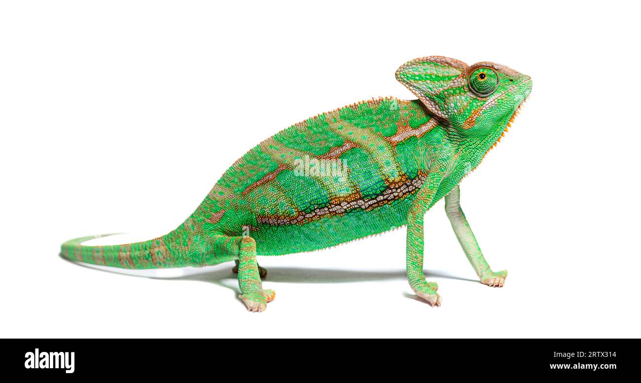 Portrait side view of a veiled chameleon, Chamaeleo calyptratus ...