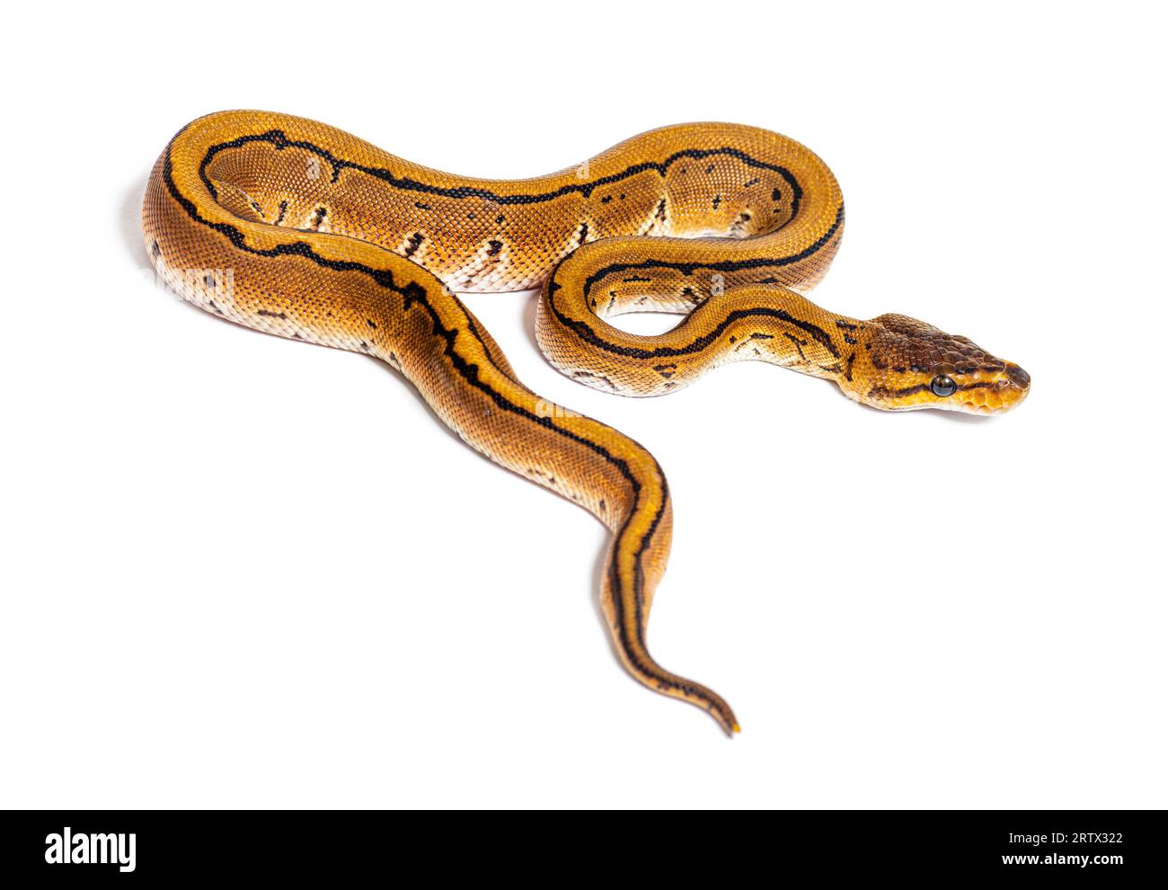 Pinstripe ball python, python regius, isolated on white Stock Photo - Alamy