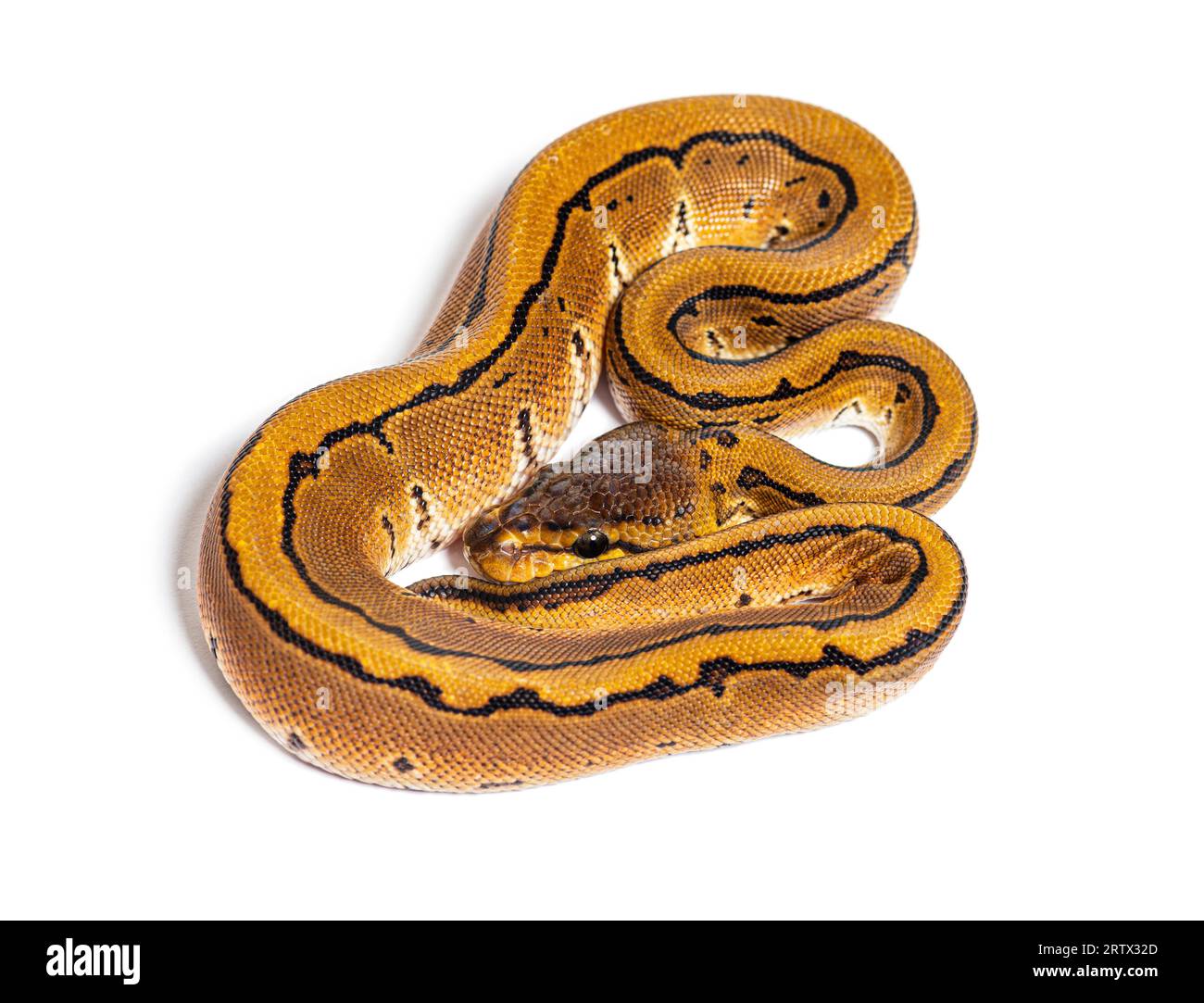 Python slither hi-res stock photography and images - Alamy