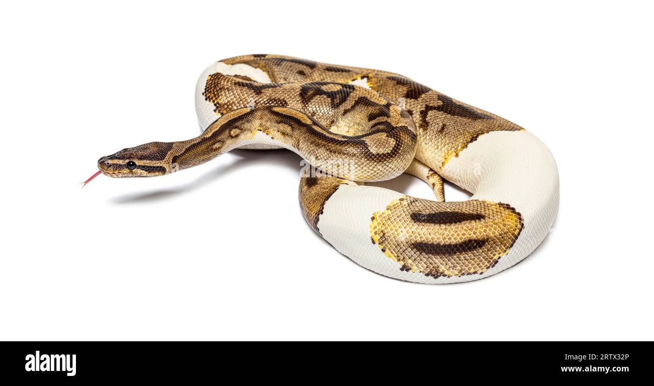 Piebald python regius smelling with its tongue, isolated on white Stock ...