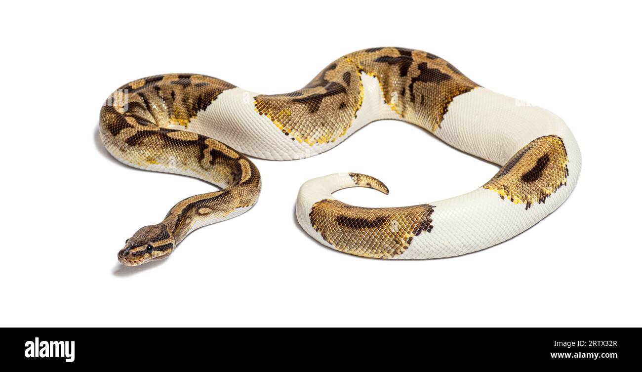 Piebald python regius smelling with its tongue, isolated on white Stock ...