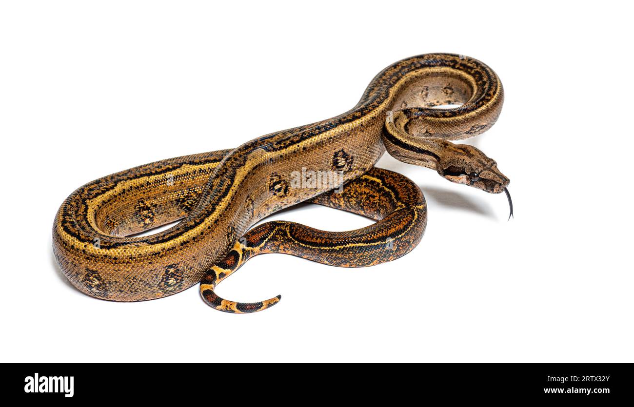 Black stripe boa constrictor sticking the tongue out, isolated on white ...