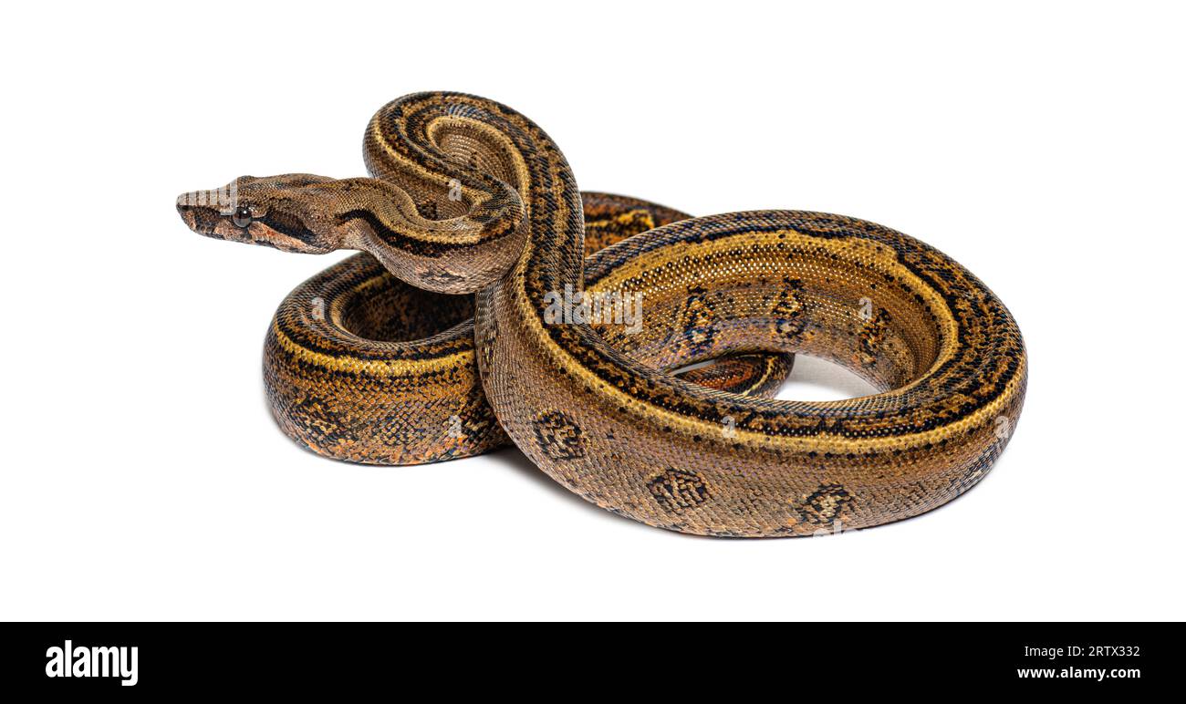 Black stripe boa constrictor sticking the tongue out, isolated on white ...