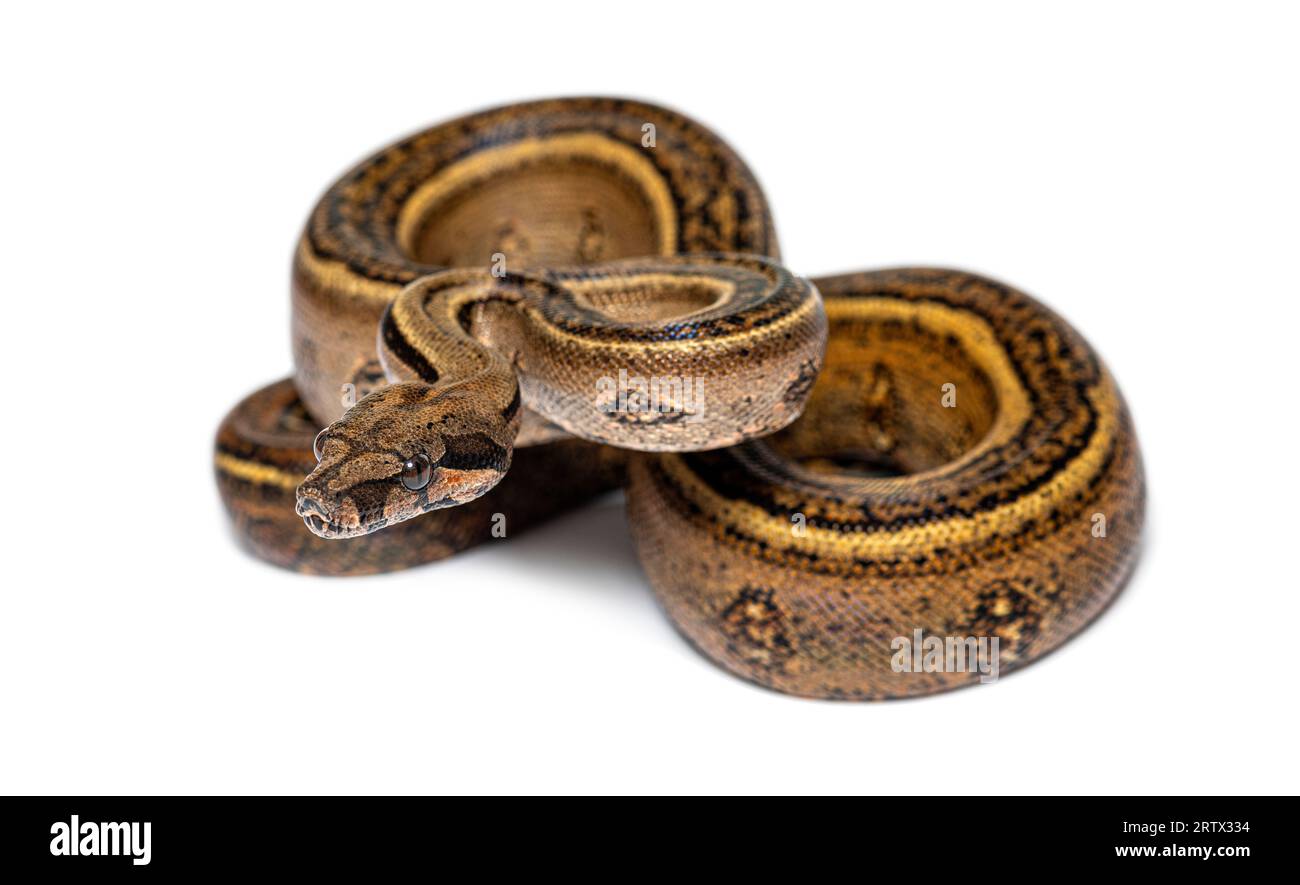 Black stripe boa constrictor sticking the tongue out, isolated on white ...