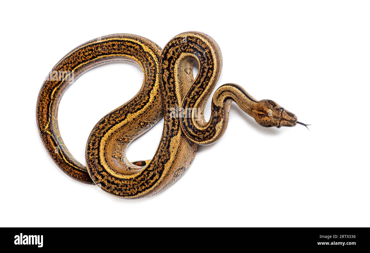 Black stripe boa constrictor sticking the tongue out, isolated on white ...