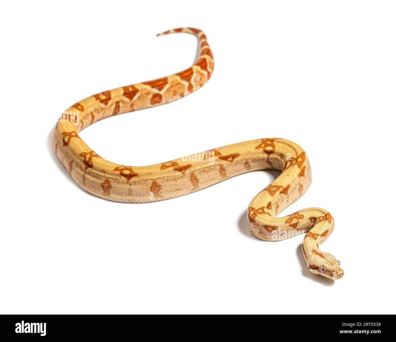 VPI sunglow het Anery Boa constrictor, isolated on white Stock Photo ...