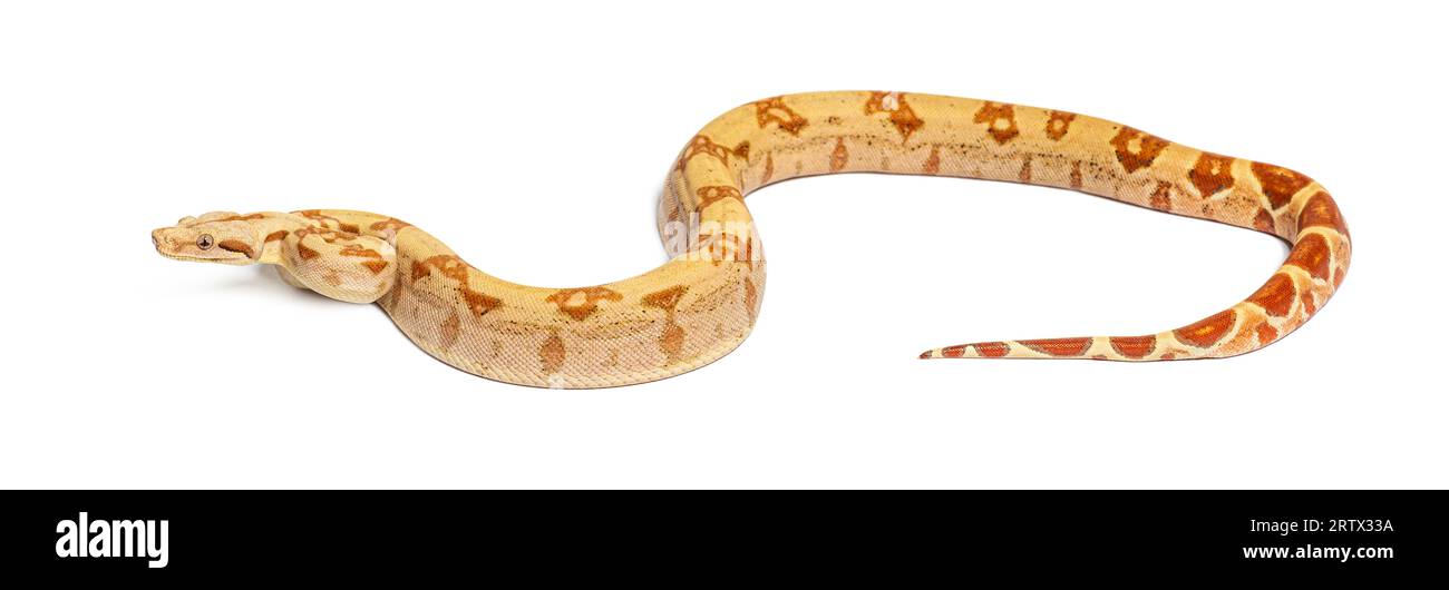 VPI sunglow het Anery Boa constrictor, isolated on white Stock Photo ...