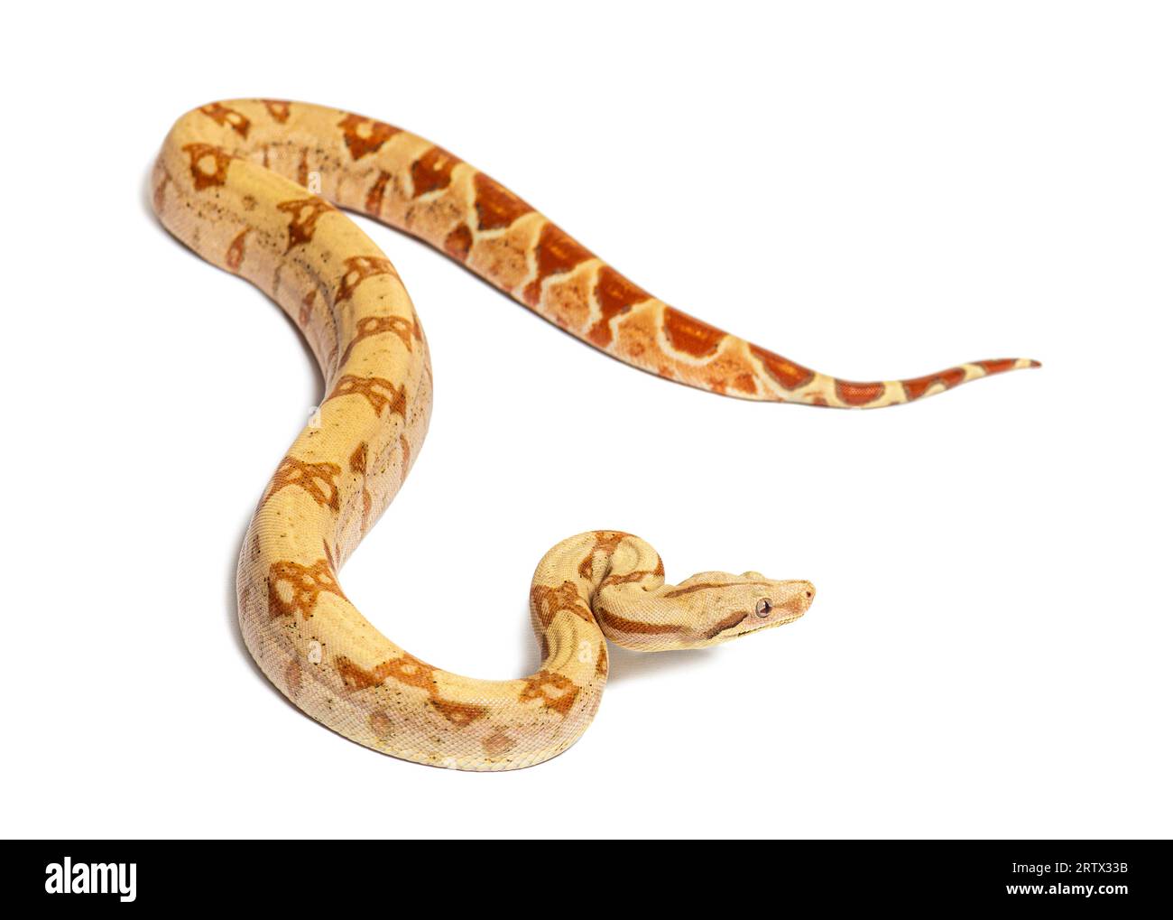 Yellow boa constrictor Cut Out Stock Images & Pictures - Alamy