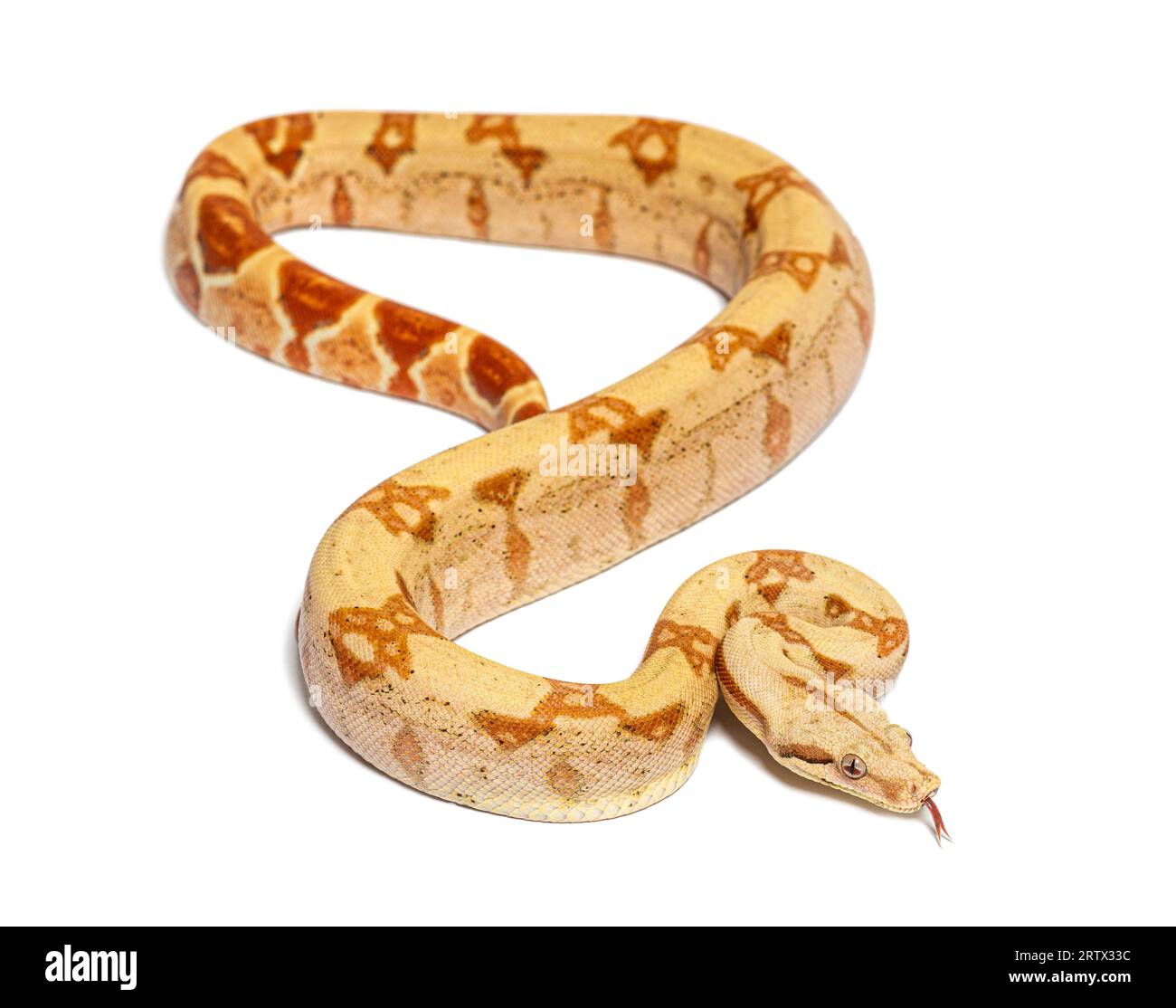 Red tailed boa, boa constrictor Cut Out Stock Images & Pictures - Alamy