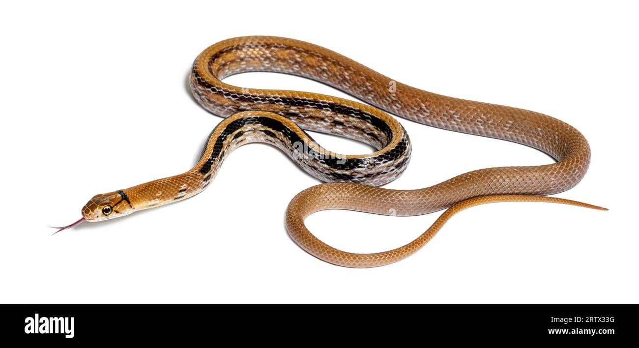 Copperhead rat snake tongue out, Coelognathus radiatus, isolated on ...