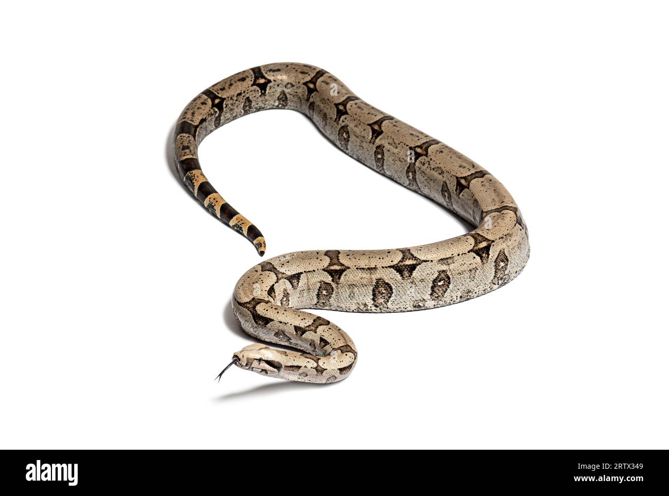 Boa constricteur sniffing with tongue out, isolated on white Stock ...