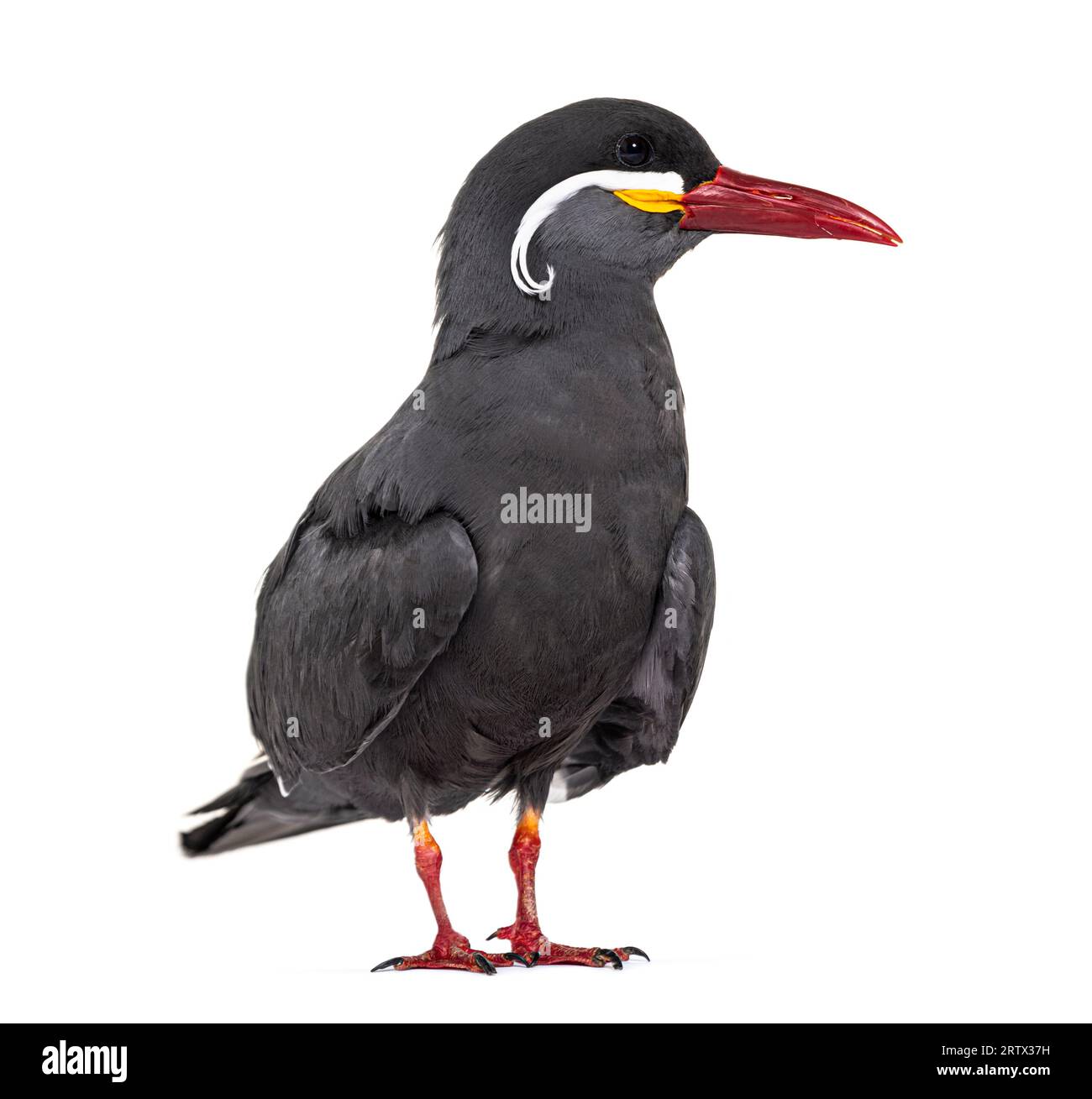Inca tern, Larosterna inca, isolated on white Stock Photo - Alamy
