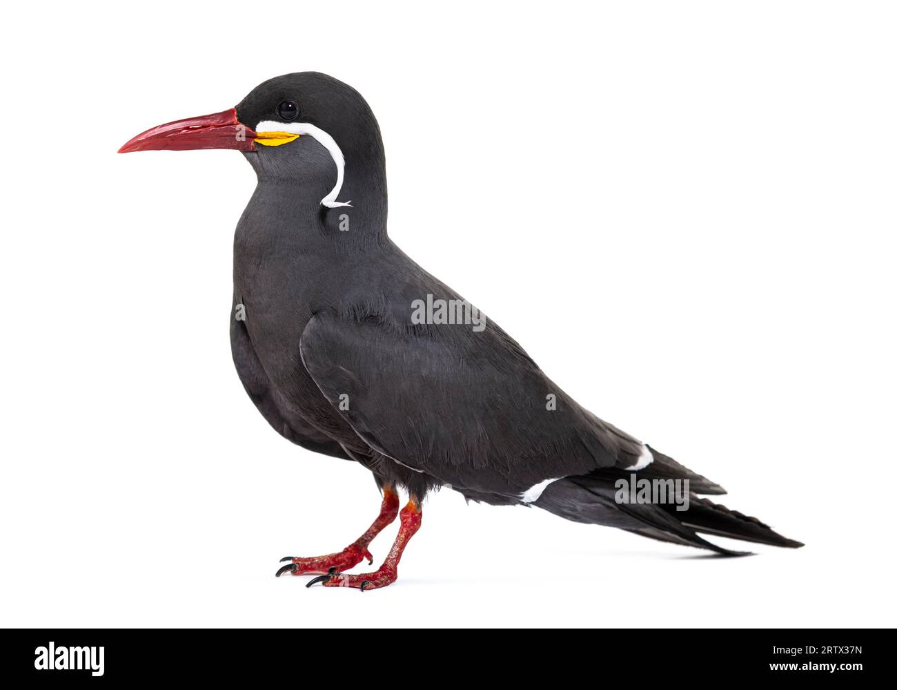 Inca tern, Larosterna inca, isolated on white Stock Photo - Alamy