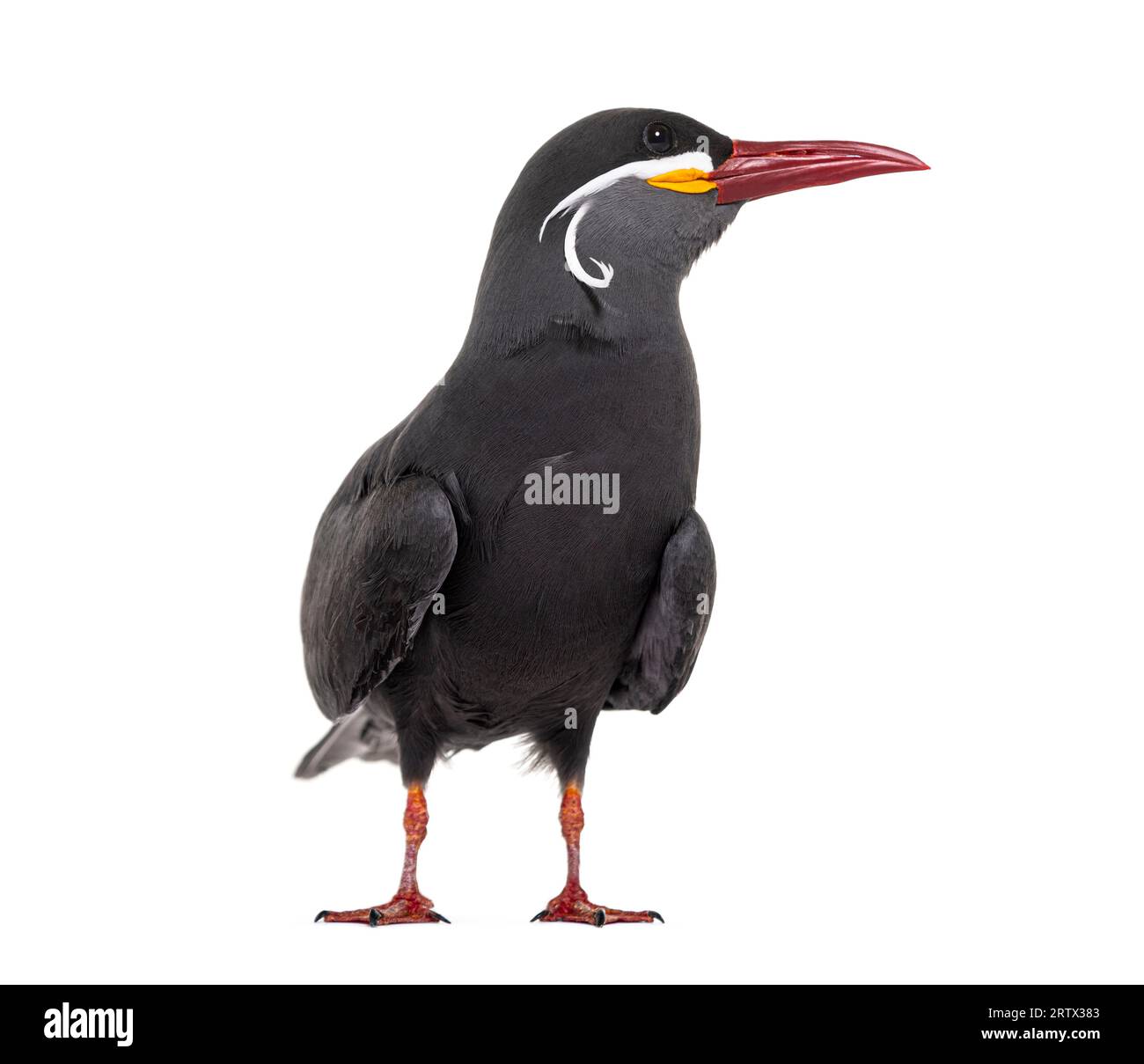 Inca tern, Larosterna inca, isolated on white Stock Photo - Alamy