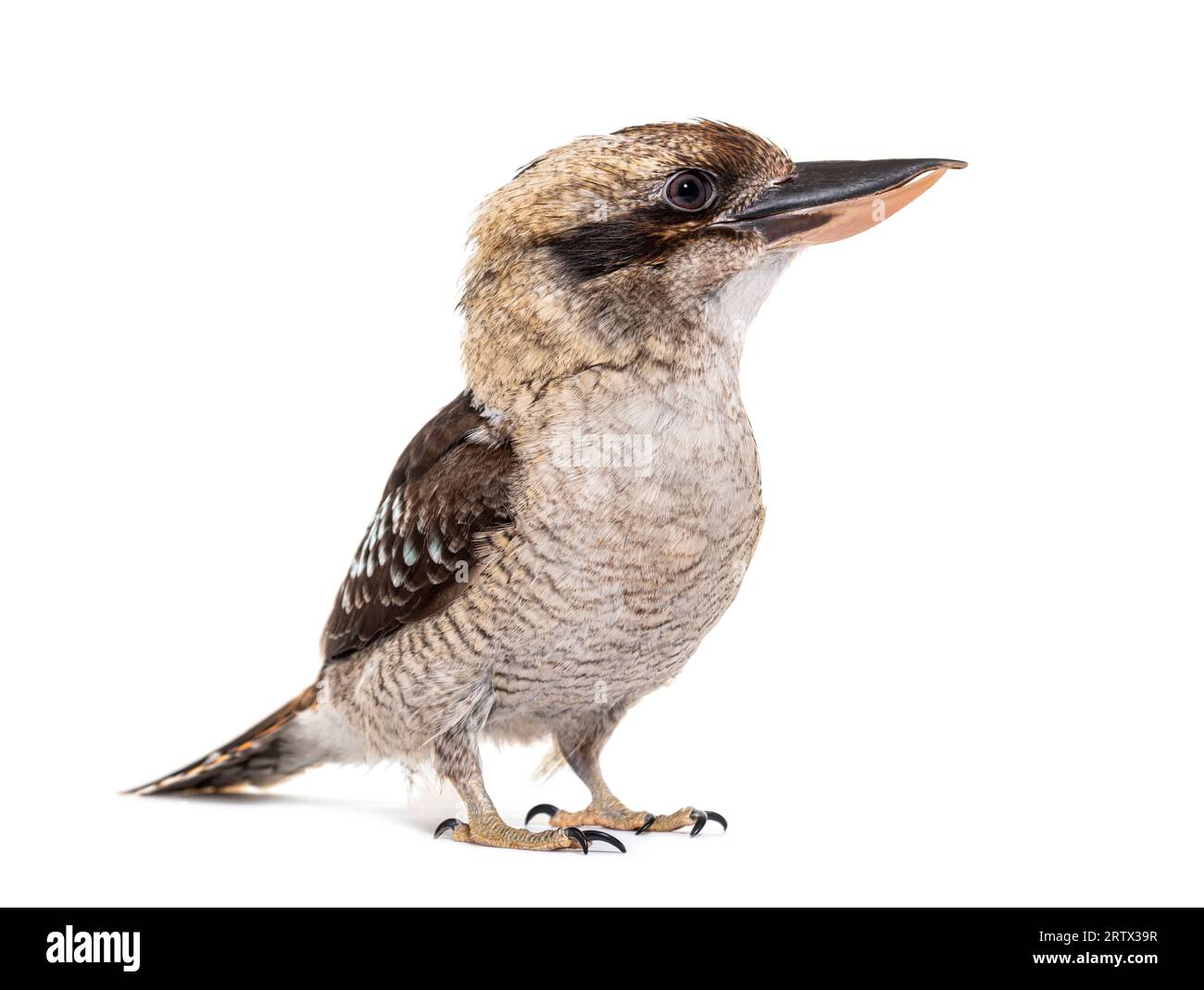 Kingfisher Laughing kookaburra, Dacelo novaeguineae, isolated on white ...