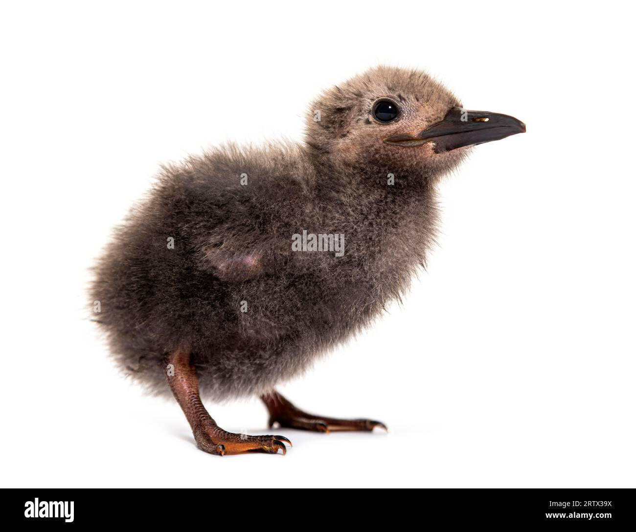 Five days old chick Inca tern, Larosterna inca, isolated on white Stock ...