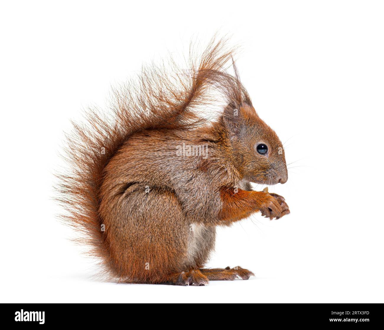 Side view of a Eurasian red squirrel looking at the camera, sciurus ...