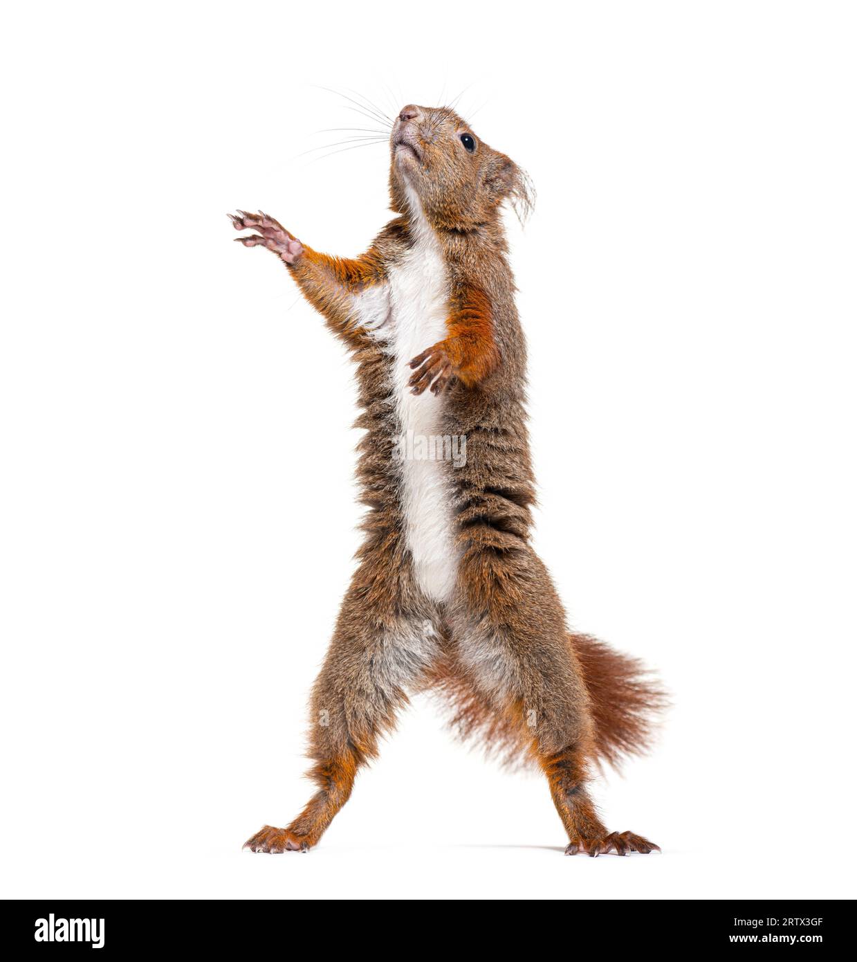 Eurasian red squirrel on hind legs looking up, sciurus vulgaris ...