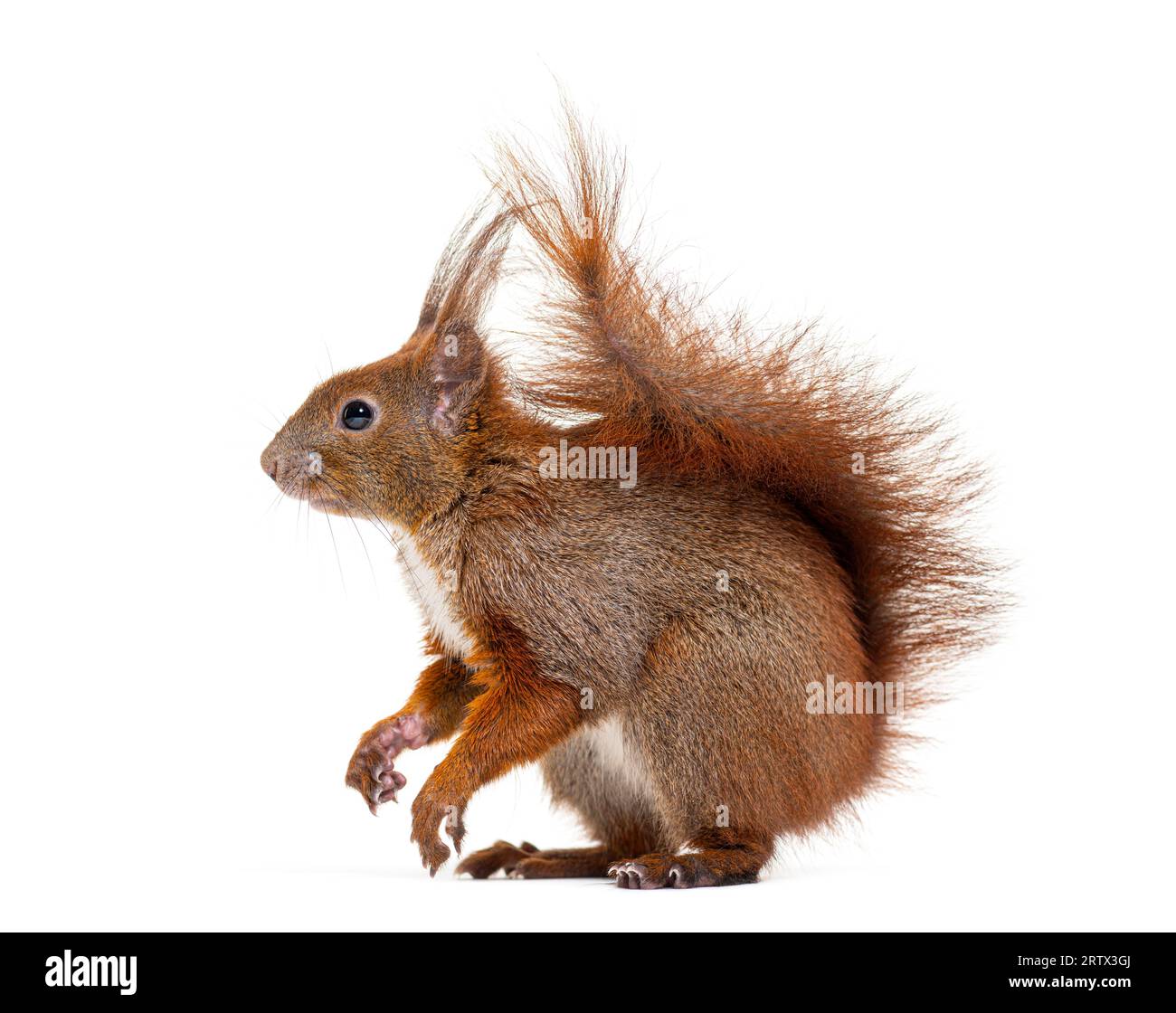 Side view of a Eurasian red squirrel looking at the camera, sciurus ...