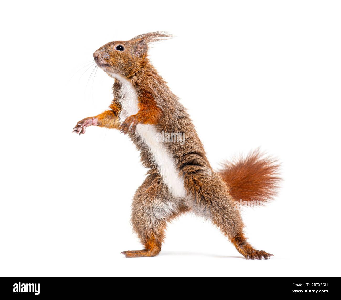 Eurasian red squirrel on hind legs looking up, sciurus vulgaris ...