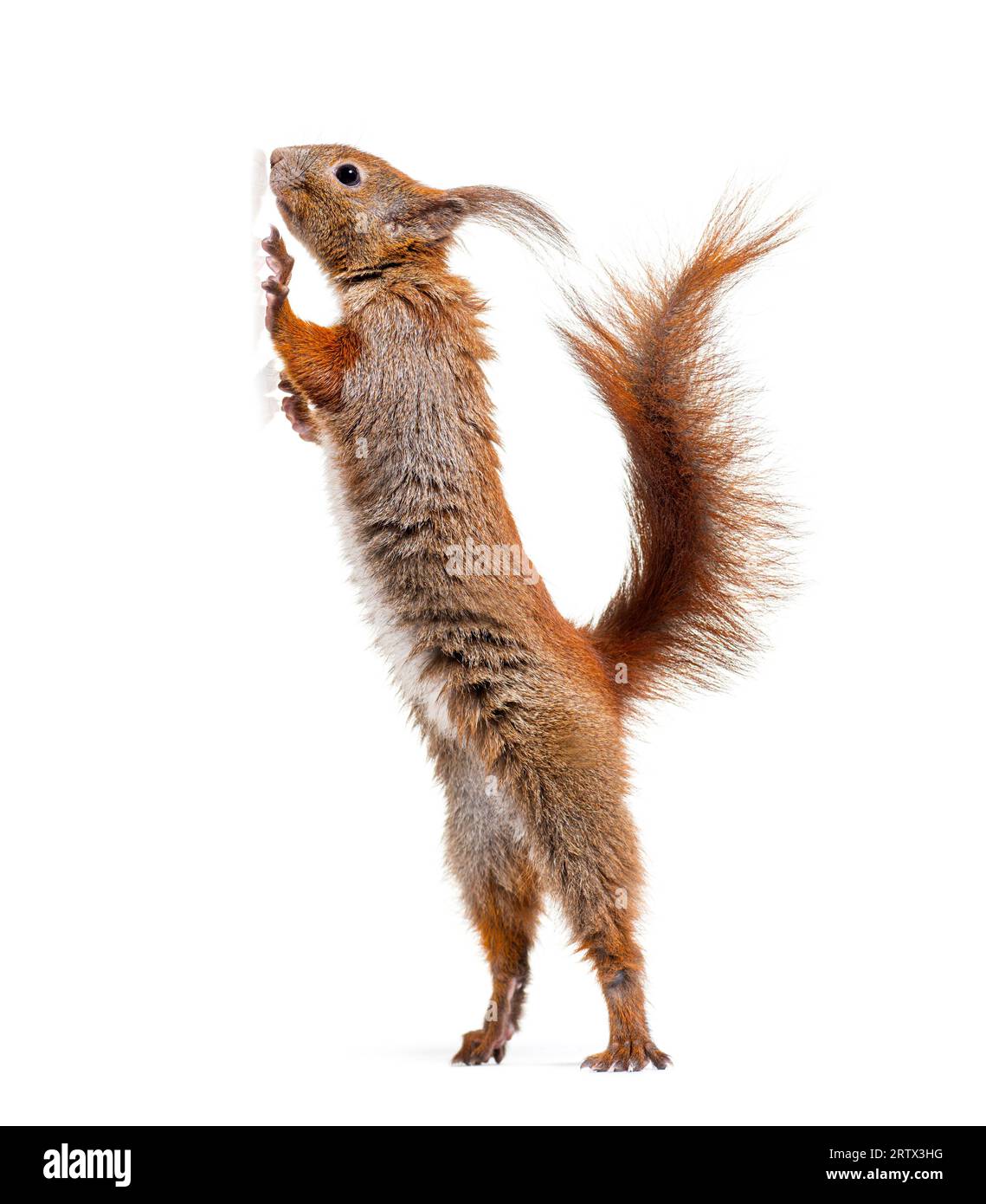 Eurasian red squirrel on hind legs looking up, sciurus vulgaris ...