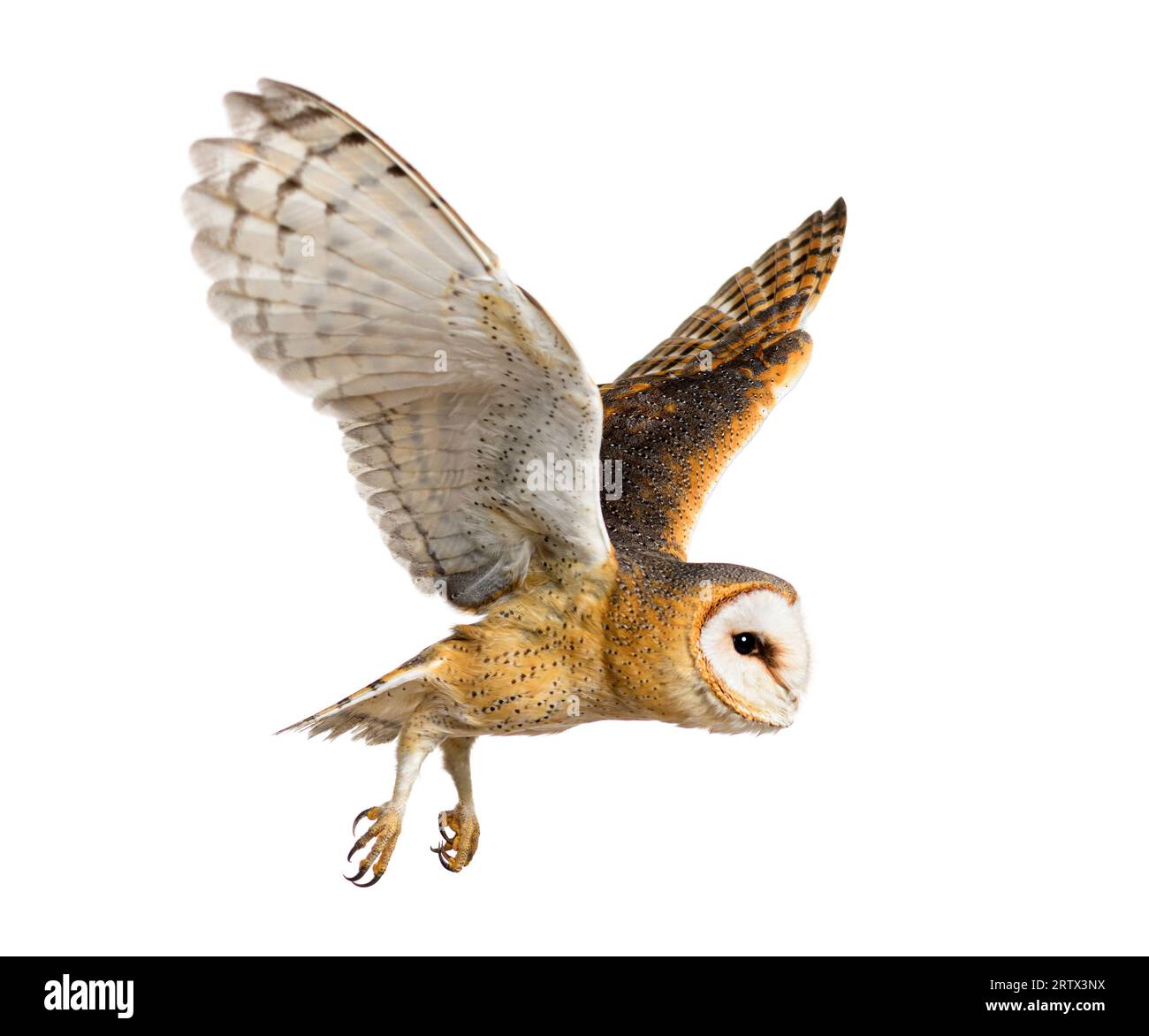 Side view of a Barn Owl, nocturnal bird of prey, flying wings spread, Tyto alba, isolated on ...