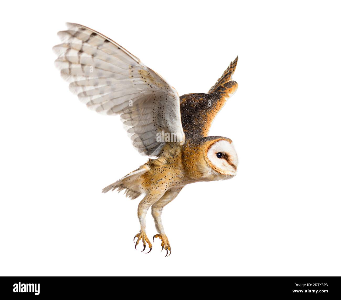Side view of a Barn Owl, nocturnal bird of prey, flying wings spread, Tyto alba, isolated on ...