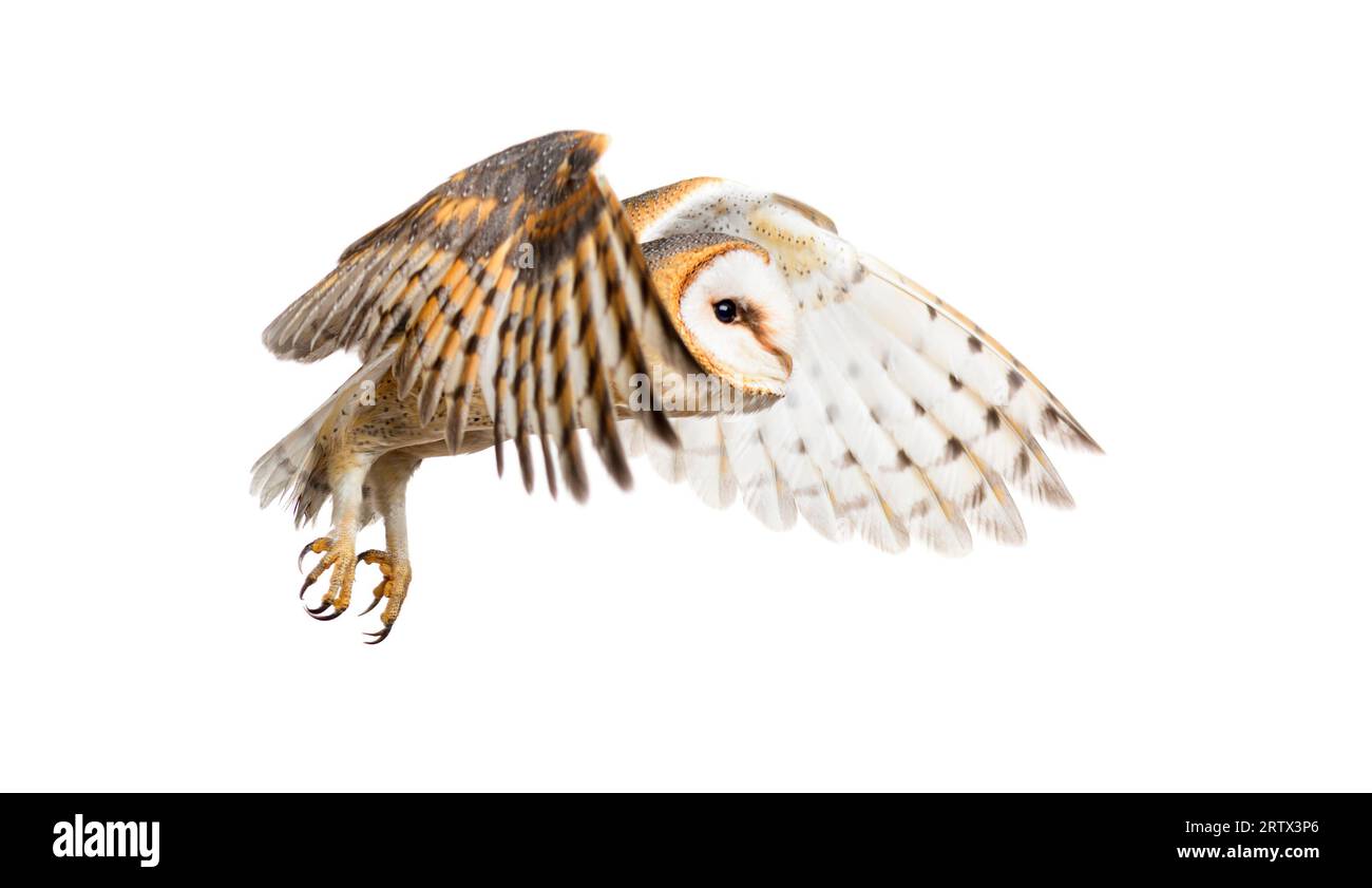 Side view of a Barn Owl, nocturnal bird of prey, flying wings spread, Tyto alba, isolated on ...