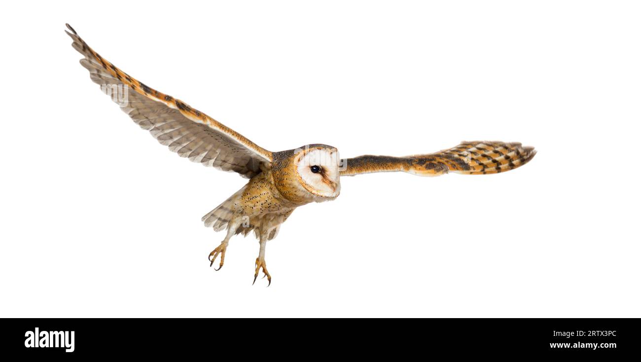 Side view of a Barn Owl, nocturnal bird of prey, flying wings spread, Tyto alba, isolated on ...