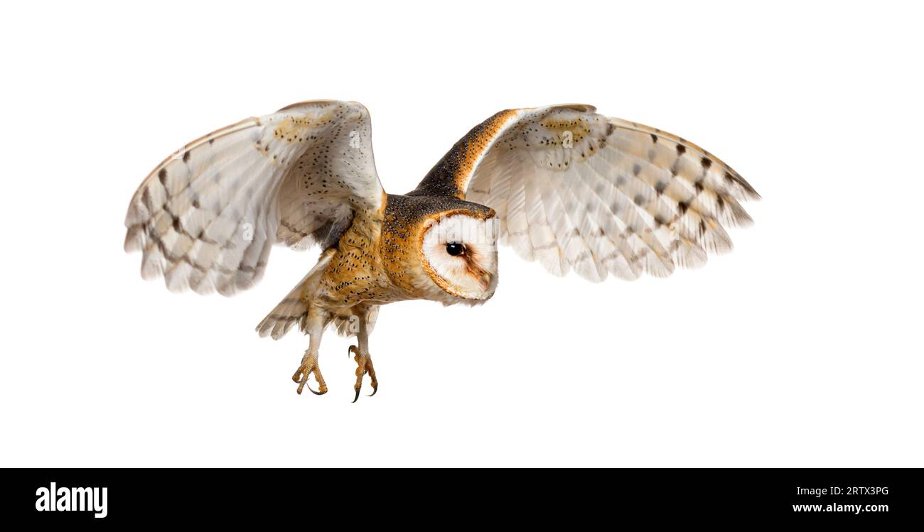 Side view of a Barn Owl, nocturnal bird of prey, flying wings spread ...