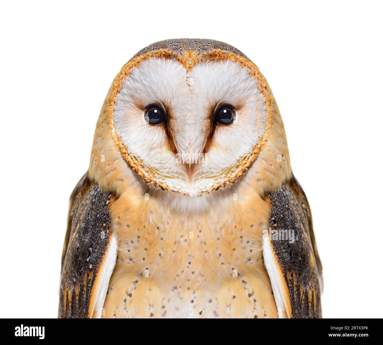 Barn owl head hi-res stock photography and images - Alamy