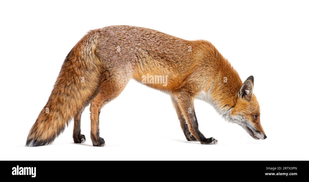 Side view of a Red fox looking down and sniffing the ground, two years ...