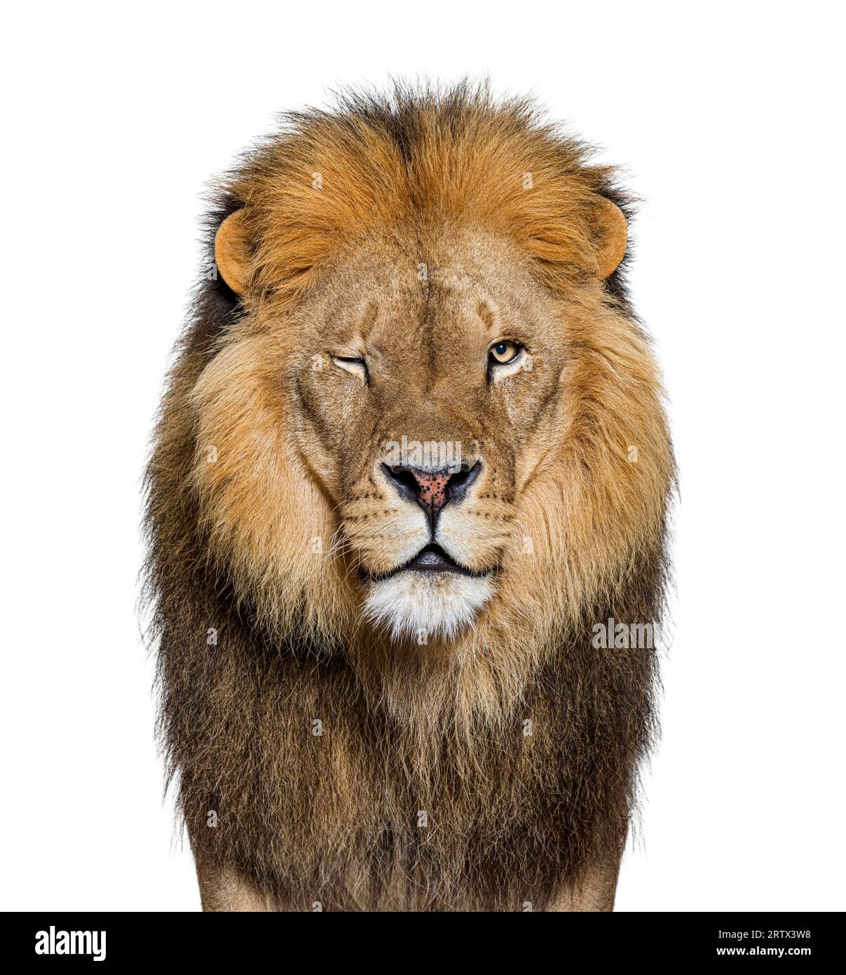 Lion winking hi-res stock photography and images - Alamy