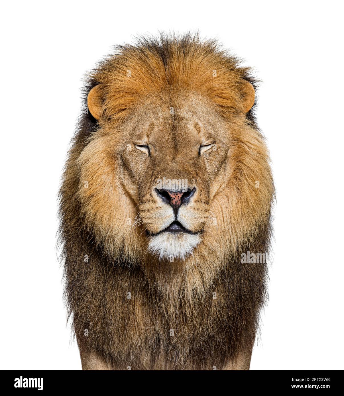 Portrait of an adult male lion facing the camera, eyes closed, Panthera ...