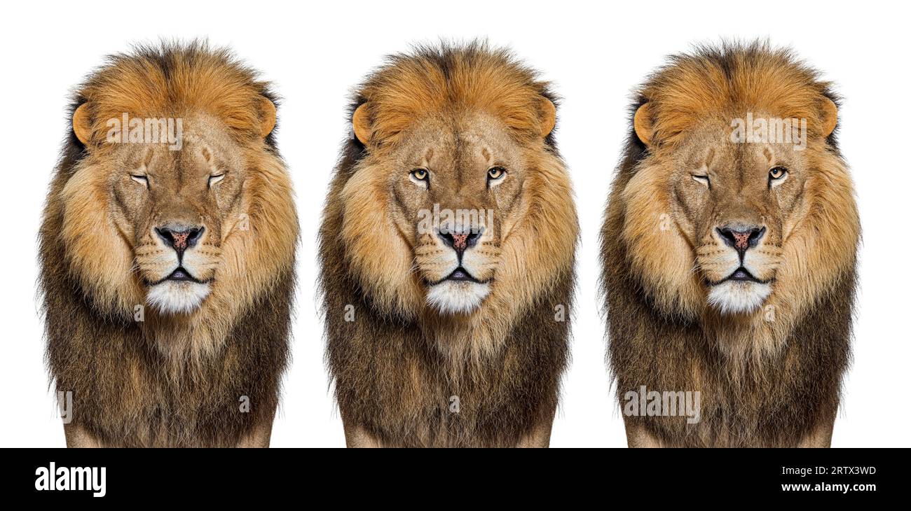 Male adult lion looking at the camera, facing at camera, winking and ...