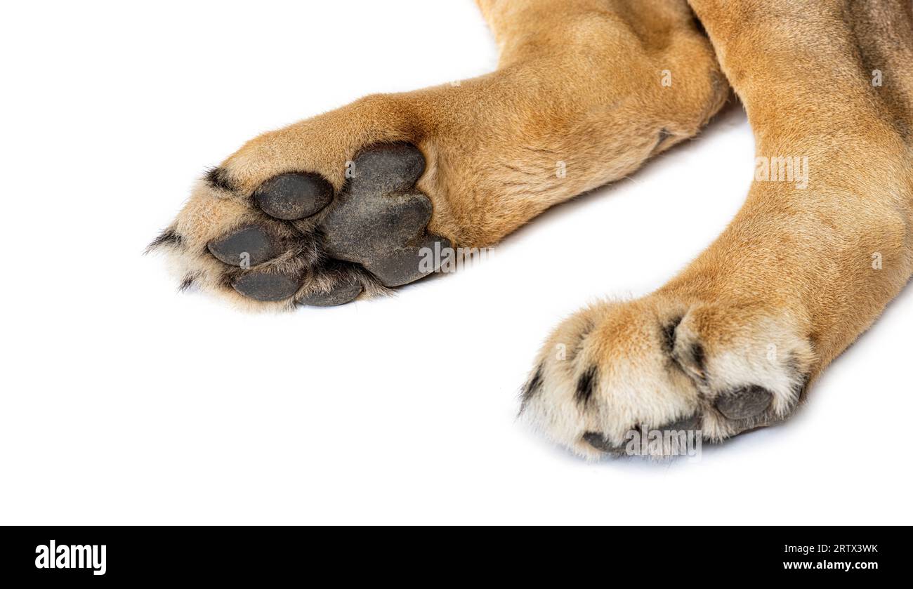 close up of the details of a lion's paw. you can see the soles of the ...