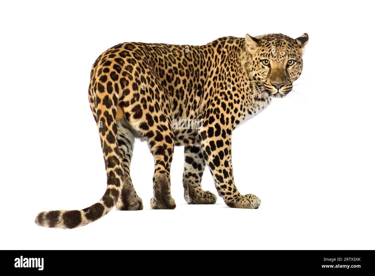 Leopard back view Cut Out Stock Images & Pictures - Alamy