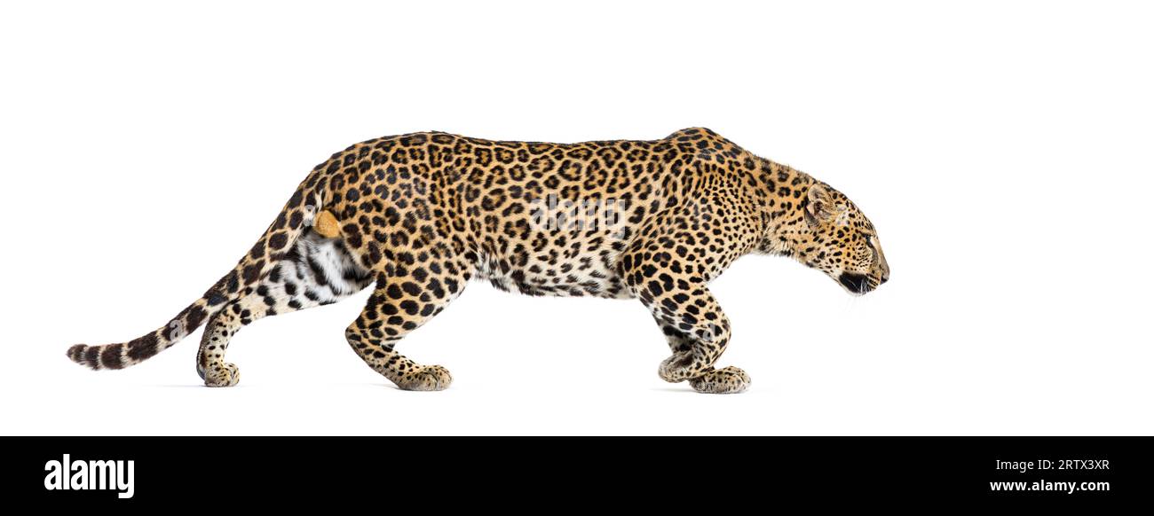 Side view of a Spotted leopard walking away, Panthera pardus, isolated ...