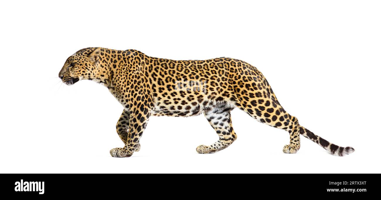 Side view of a Spotted leopard walking away, Panthera pardus, isolated ...