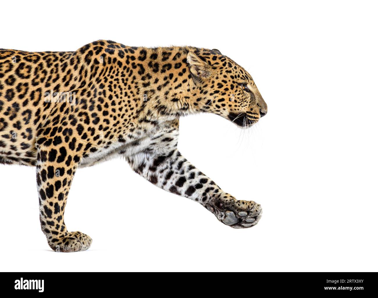 Side view of a Spotted leopard walking away, Panthera pardus, isolated ...