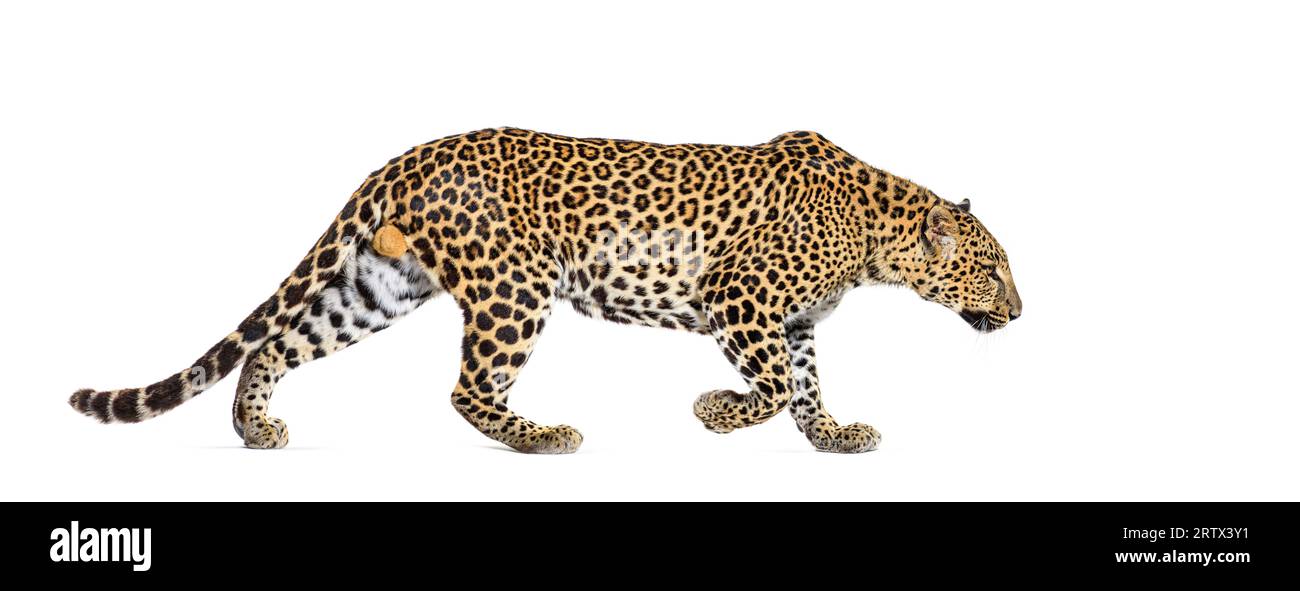 Side view of a Spotted leopard walking away, Panthera pardus, isolated ...