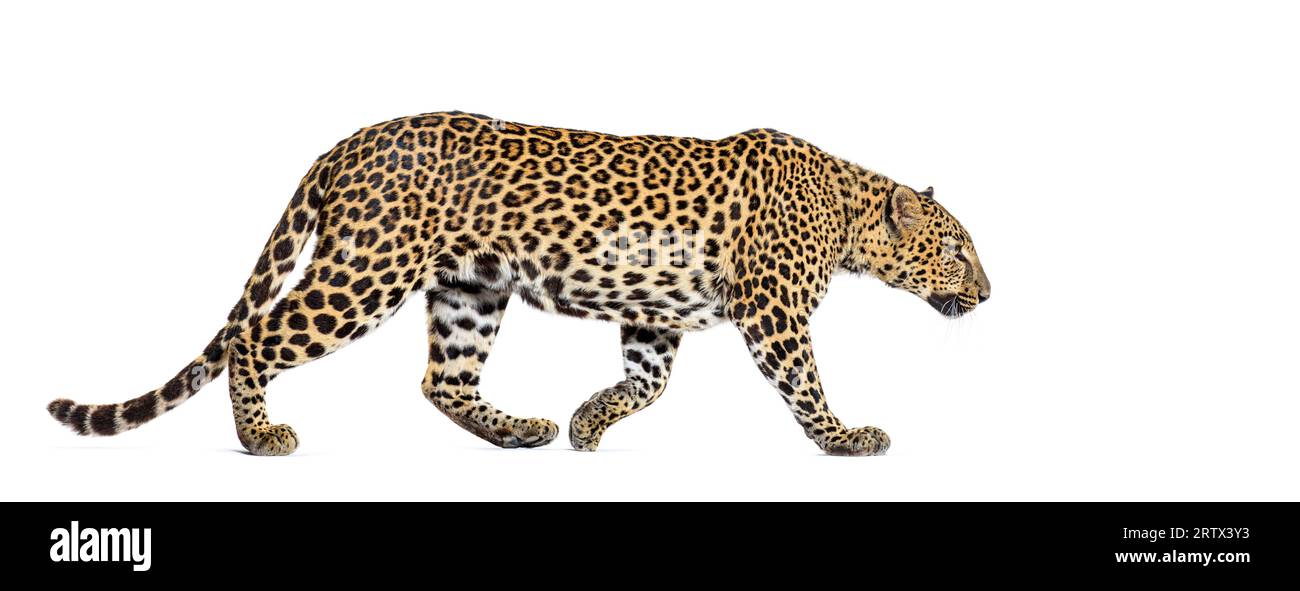 Side view of a Spotted leopard walking away, Panthera pardus, isolated ...