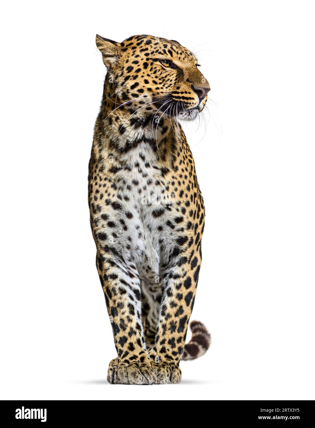 Spotted leopard, Panthera pardus, standing proudly and looking away ...