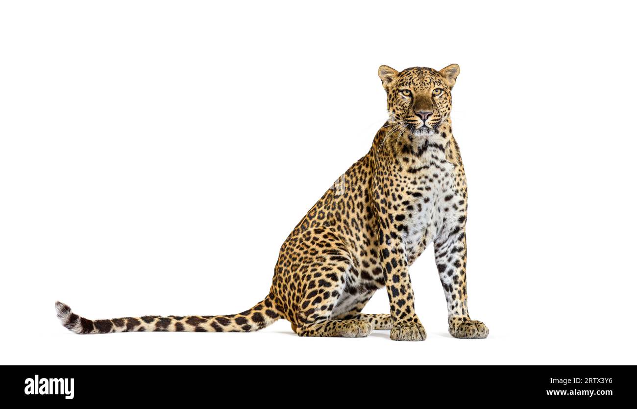 Spotted leopard standing in front and facing at the camera, isolated on ...