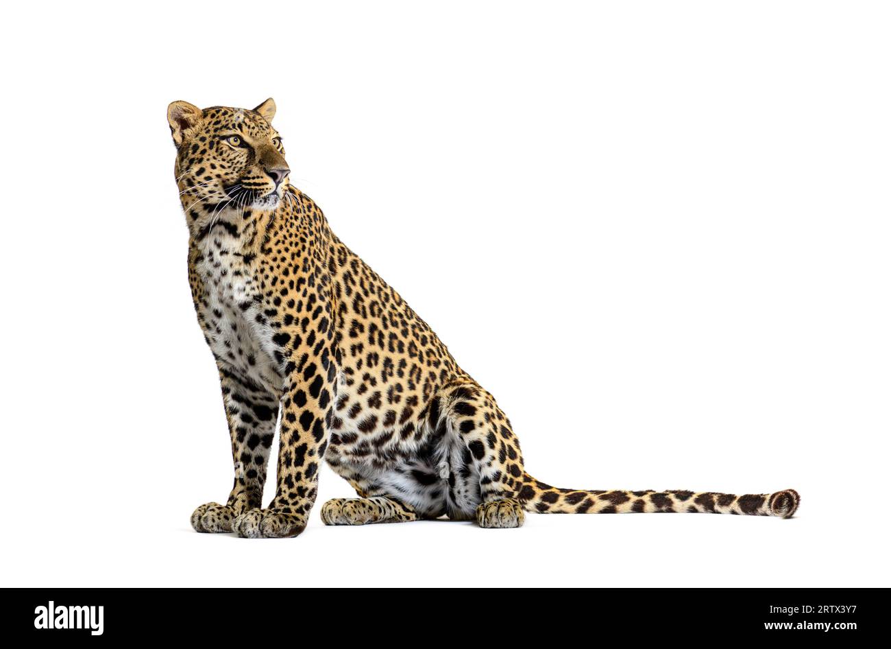 Side view of a Spotted leopard sitting in front and looking away ...