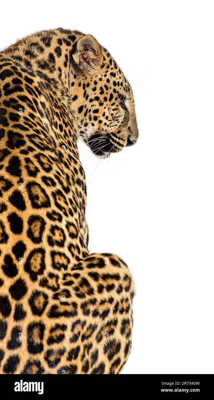 Back view of a spotted leopard looking to the side, isolated on white ...