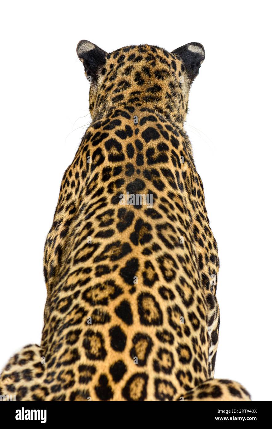 Back view of a spotted leopard looking ahead, isolated on white Stock ...