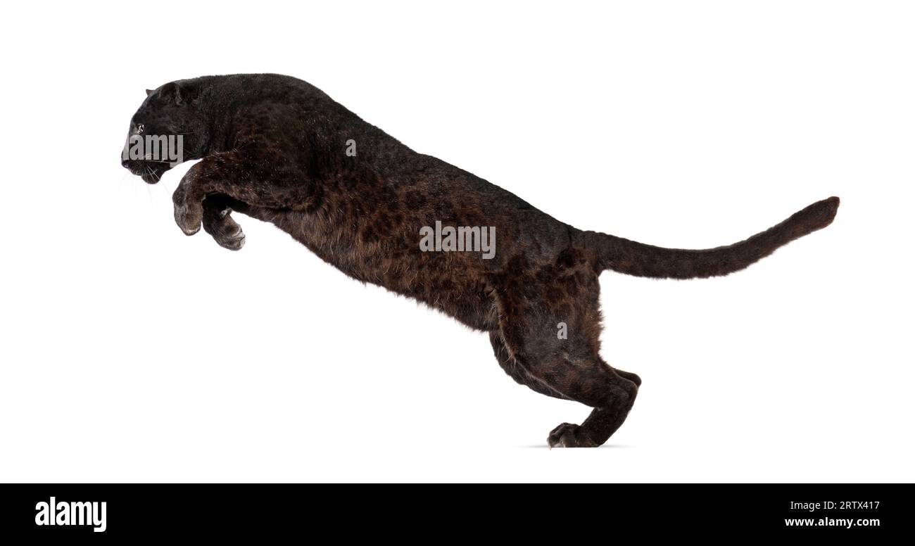 Black panther isolated side hi-res stock photography and images - Alamy